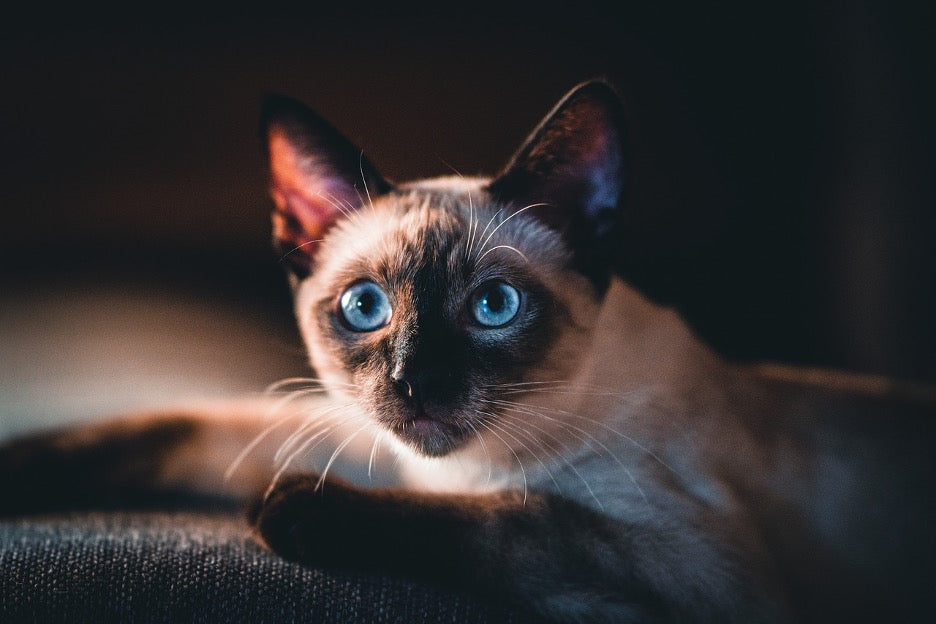 Are Siamese cats hypoallergenic, or is it a myth?