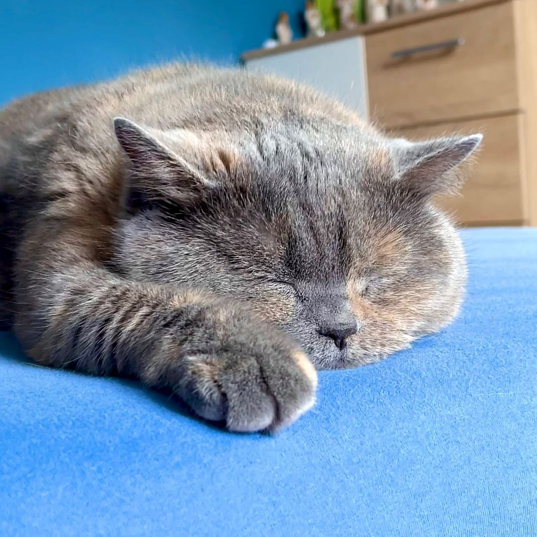 Is your cat dry heaving? Find out what it means!