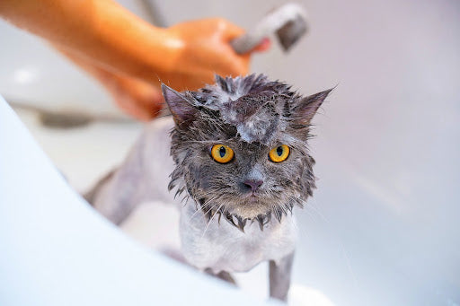 Preparing for a kitten bath? Here’s how to do it right