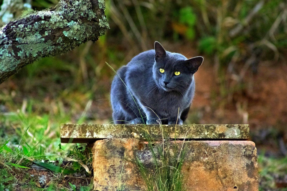 How to get a fat Bombay cat to slim down [Essential guide]