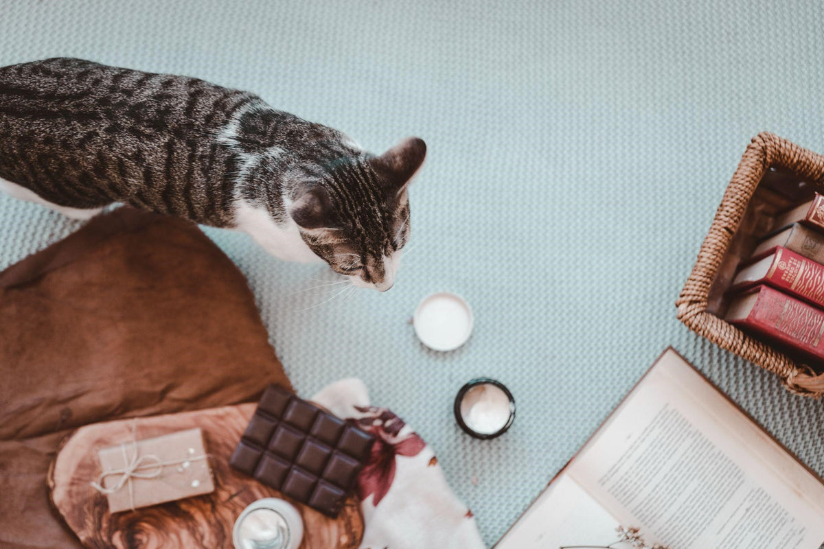 Can cats eat chocolate? [Explained]