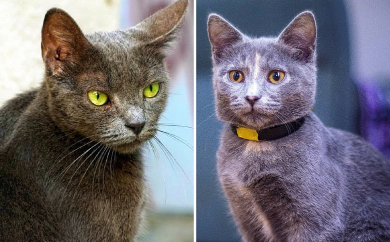Korat vs Russian Blue cat—who’s wild and who’s mild?