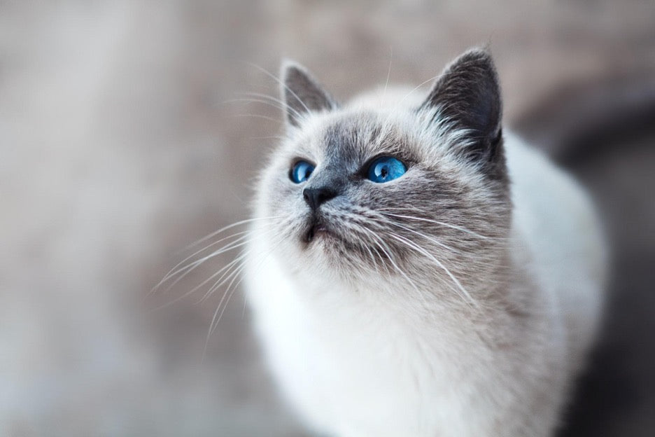 The ideal Siamese cat weight—how to reach and maintain it